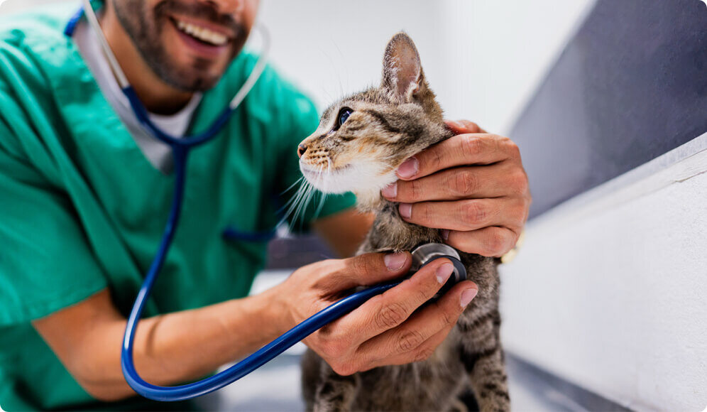 Veterinary Accounting Tips & Strategies | Dillon Business Advisors